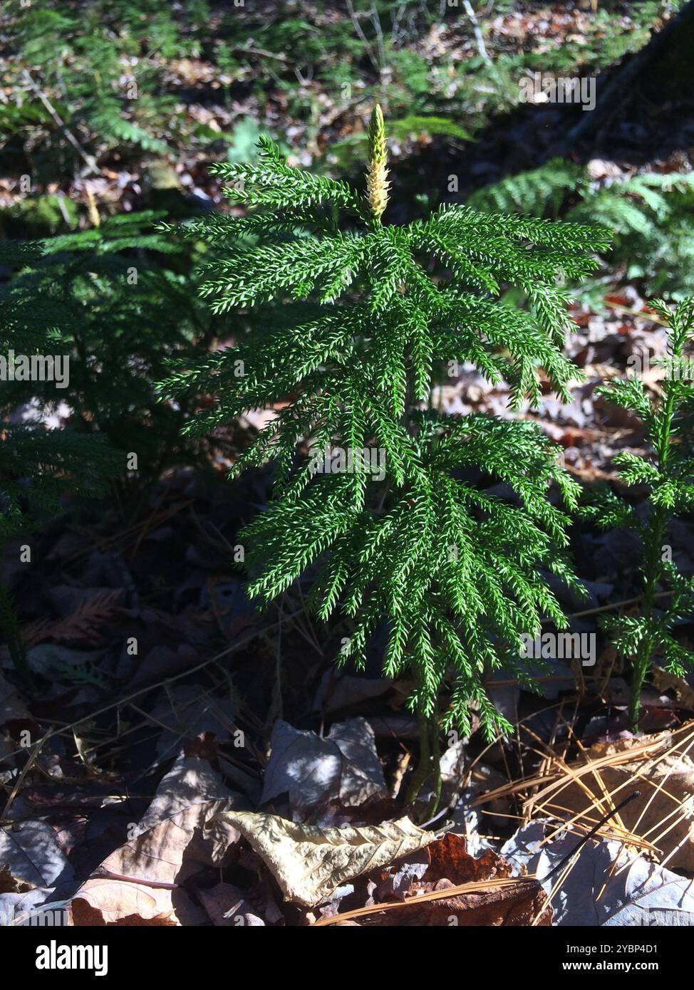 prickly tree-clubmoss (Dendrolycopodium dendroideum) Plantae Stock ...