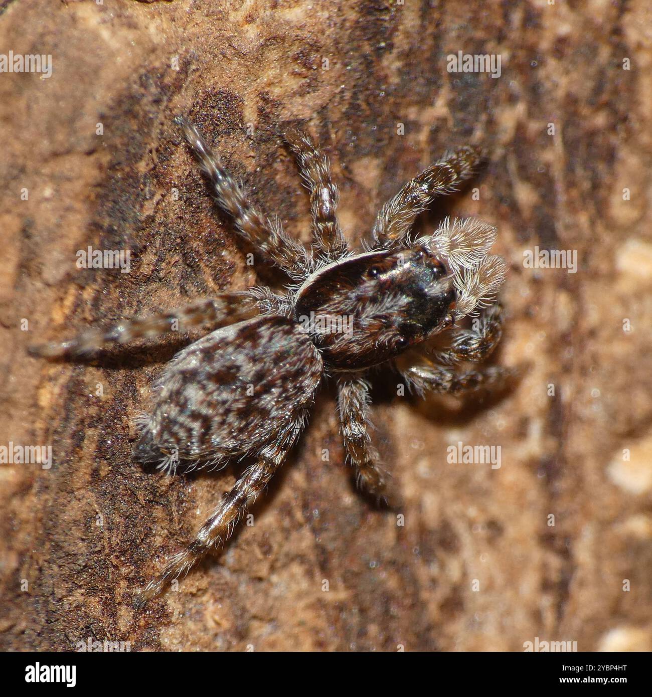 Zambia Menemerus Jumping Spider (Menemerus bifurcus) Arachnida Stock ...