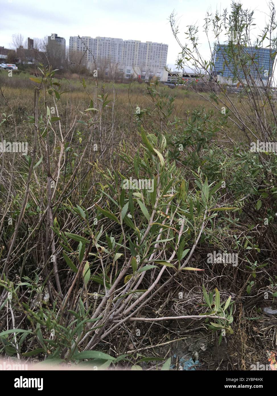 marsh elder (Iva frutescens) Plantae Stock Photo - Alamy