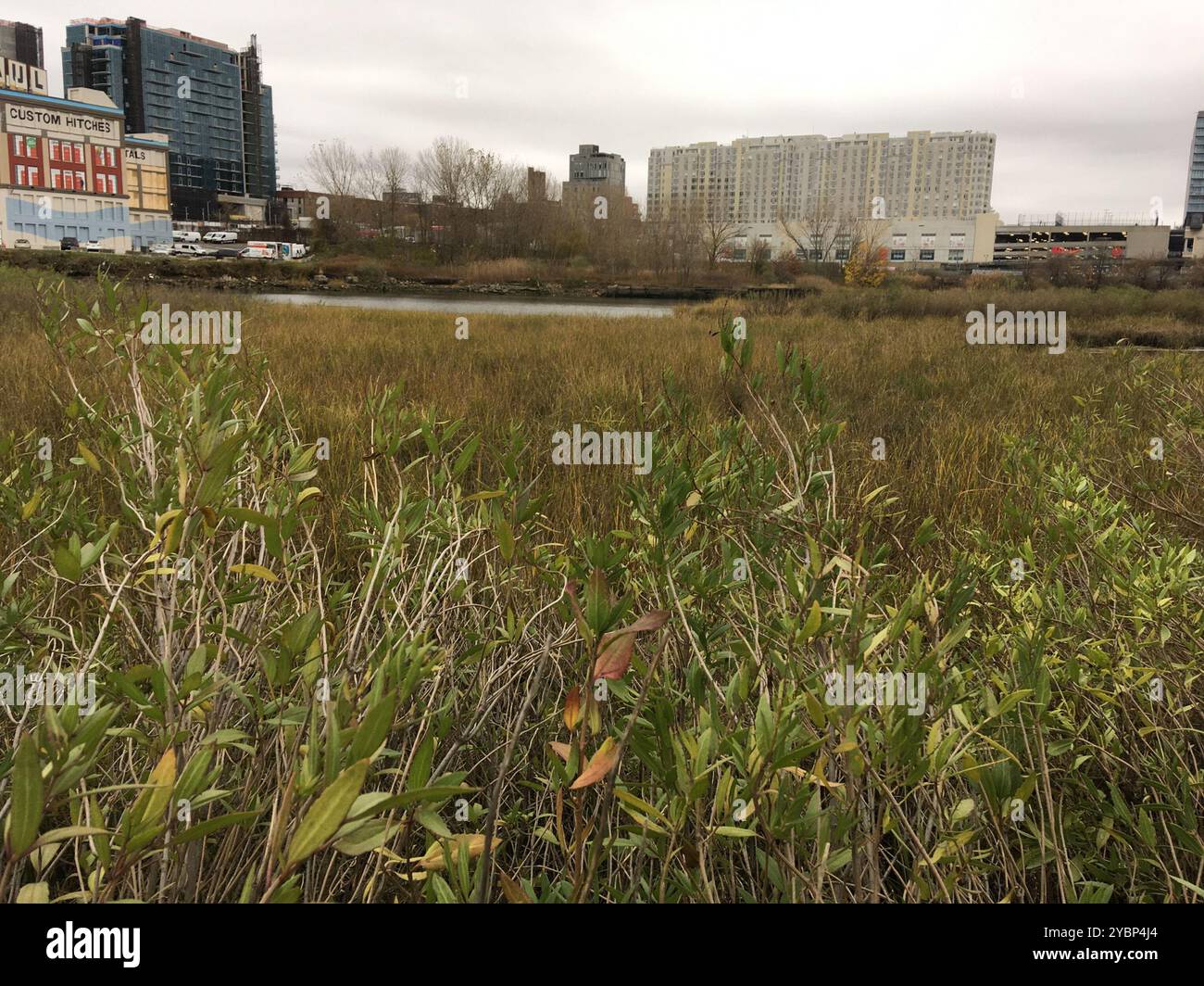 marsh elder (Iva frutescens) Plantae Stock Photo - Alamy