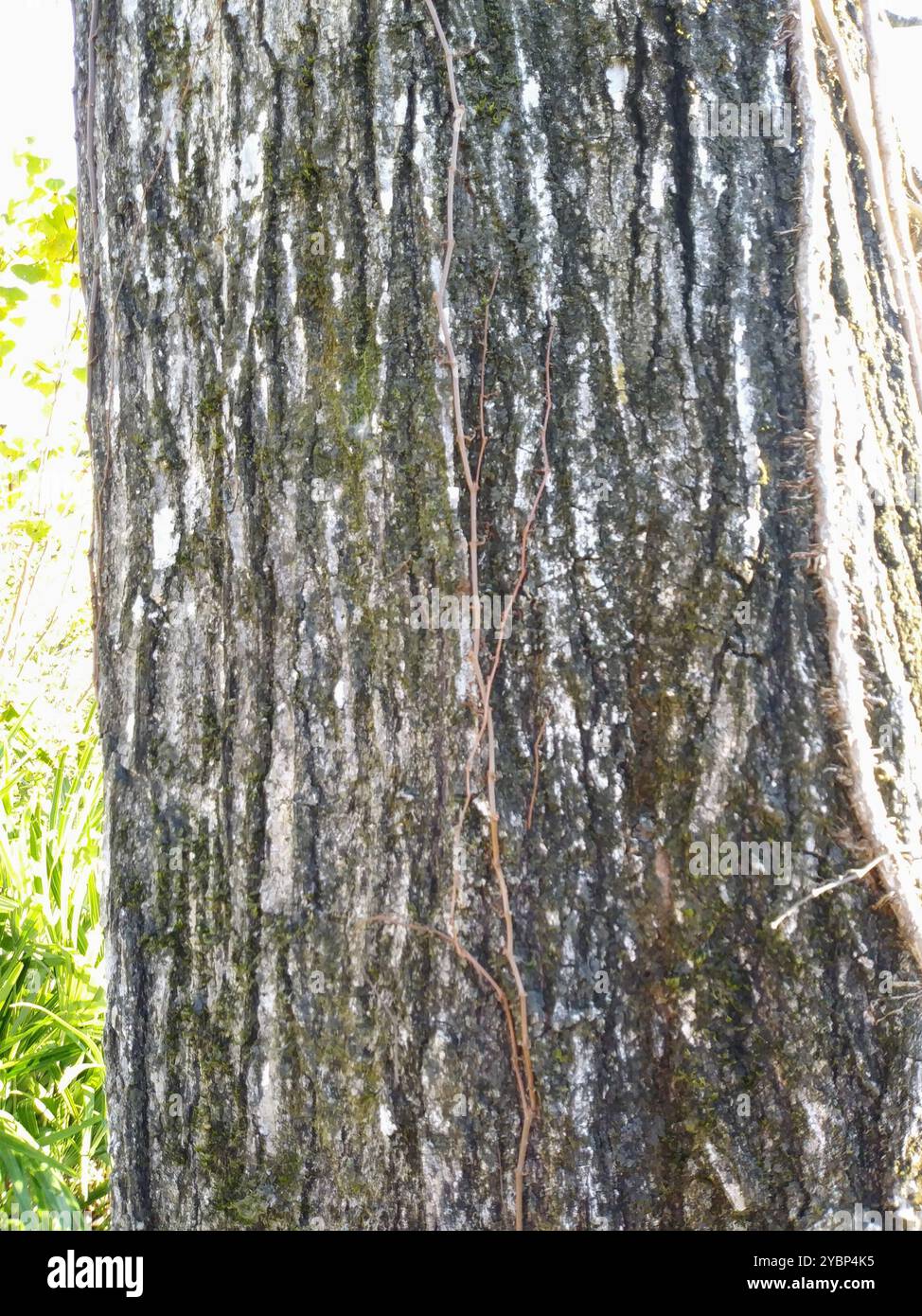 Shumard oak (Quercus shumardii) Plantae Stock Photo - Alamy