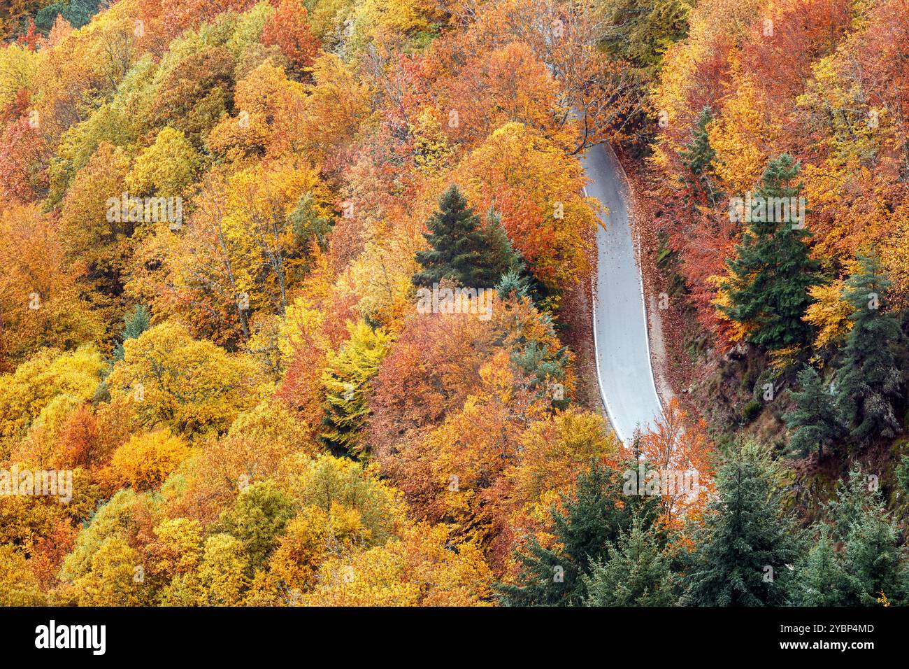 Beautiful autumn landscape of road lined with trees with autumn colors ...