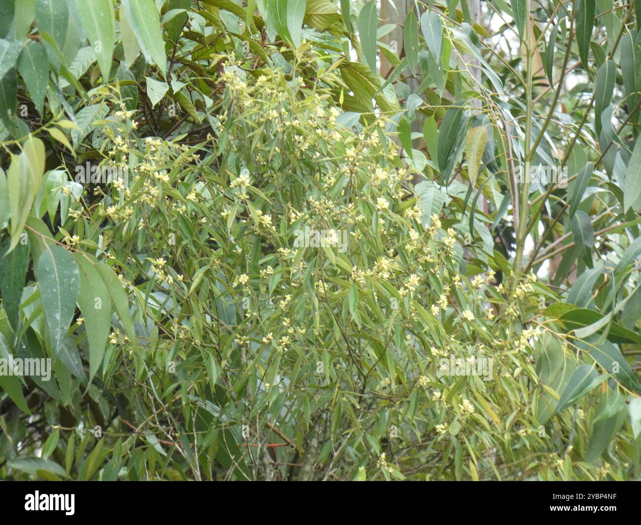 vascular plants (Tracheophyta) Plantae Stock Photo - Alamy