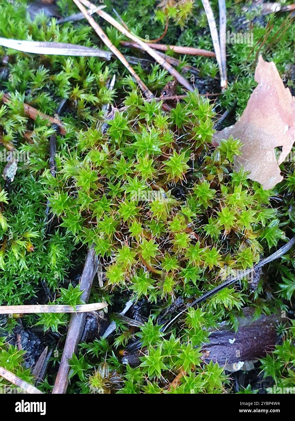 Star Moss (Syntrichia ruralis) Plantae Stock Photo - Alamy