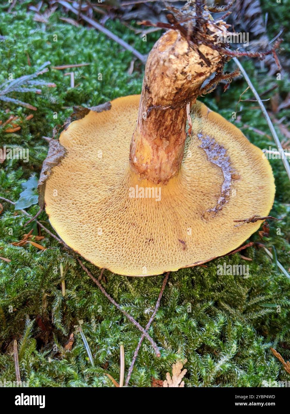 Fat Jack (Suillus caerulescens) Fungi Stock Photo - Alamy
