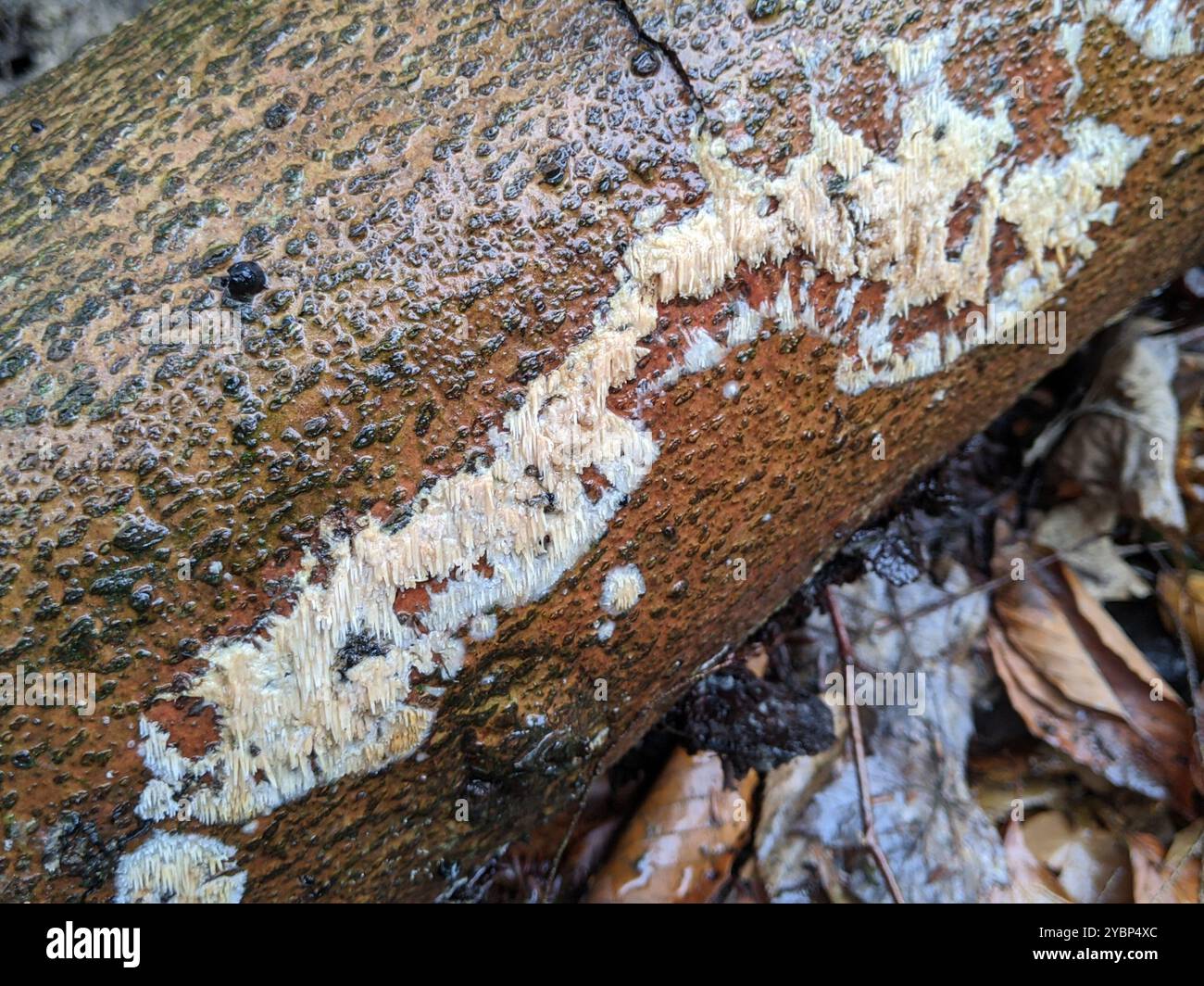 Asian Beauty (Radulomyces copelandii) Fungi Stock Photo - Alamy