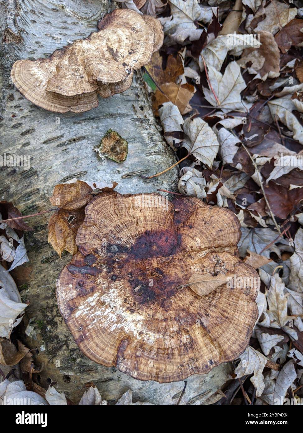 Thin-walled Maze Polypore (Daedaleopsis confragosa) Fungi Stock Photo - Alamy