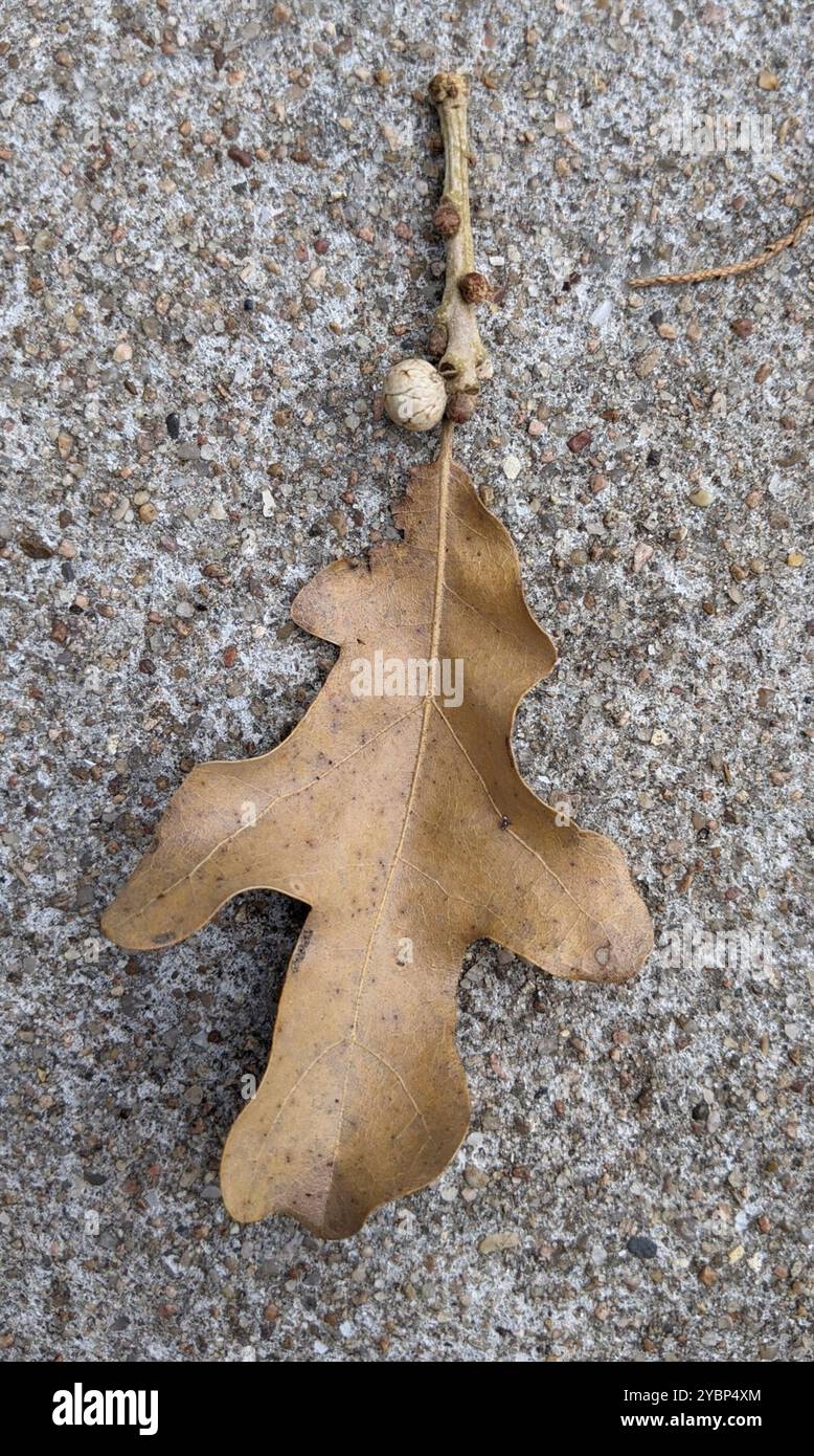 Gall-like Scales (Kermesidae) Insecta Stock Photo - Alamy