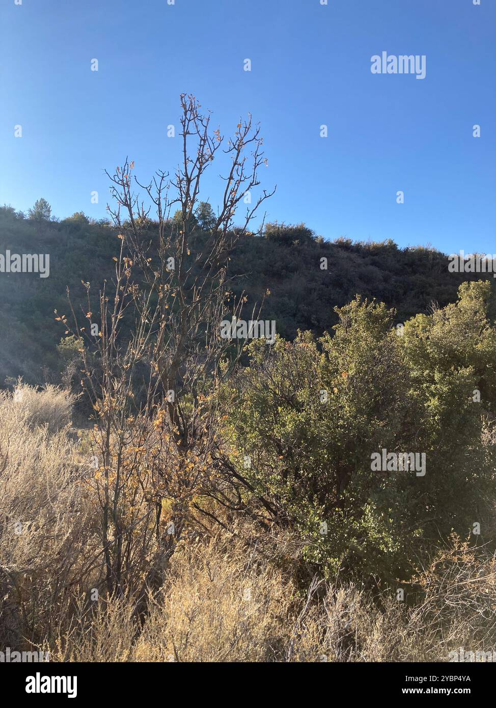 single-leaf ash (Fraxinus anomala) Plantae Stock Photo - Alamy