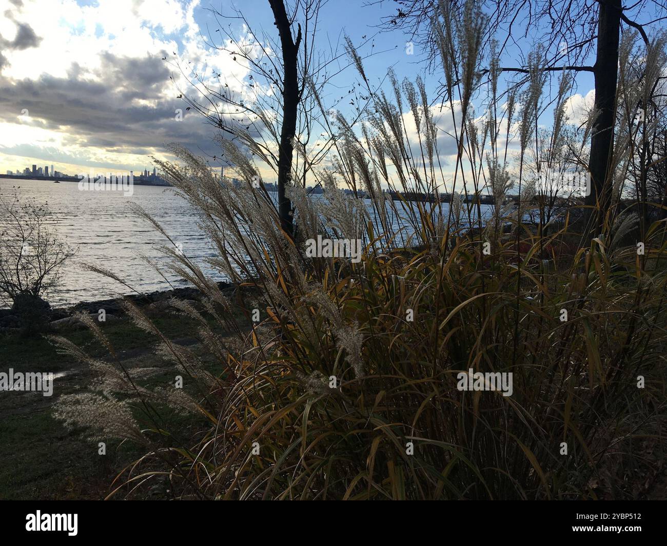 Chinese silver grass (Miscanthus sinensis) Plantae Stock Photo - Alamy