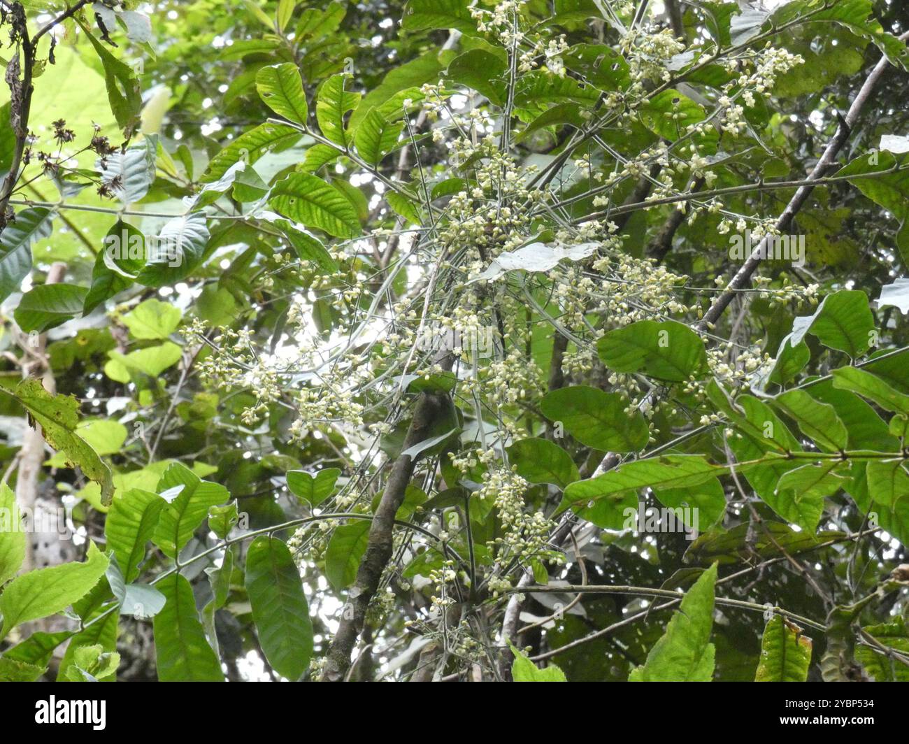 vascular plants (Tracheophyta) Plantae Stock Photo - Alamy