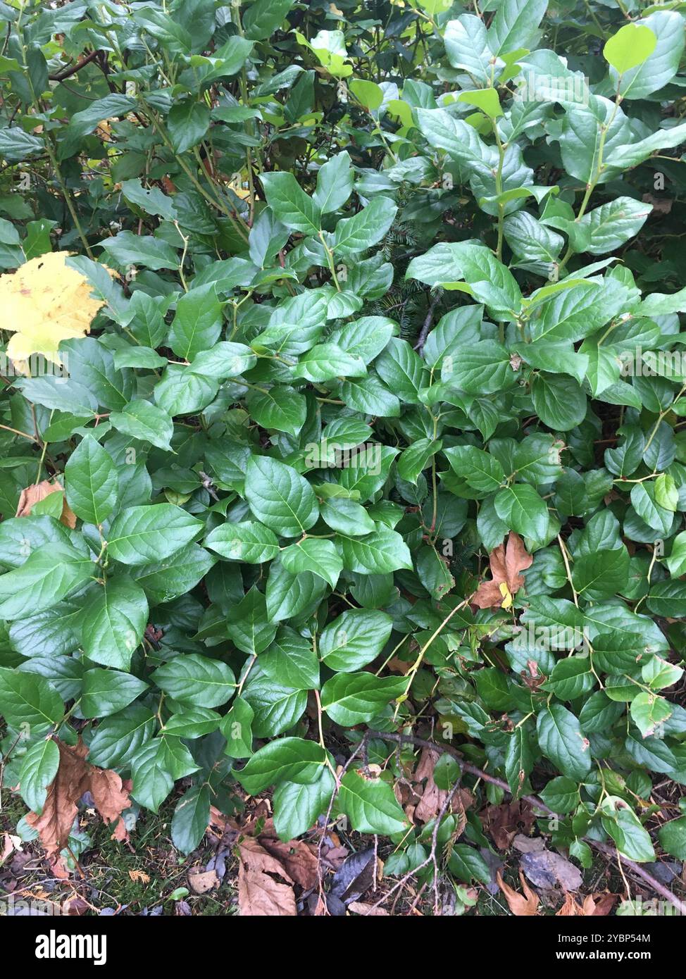 salal (Gaultheria shallon) Plantae Stock Photo - Alamy