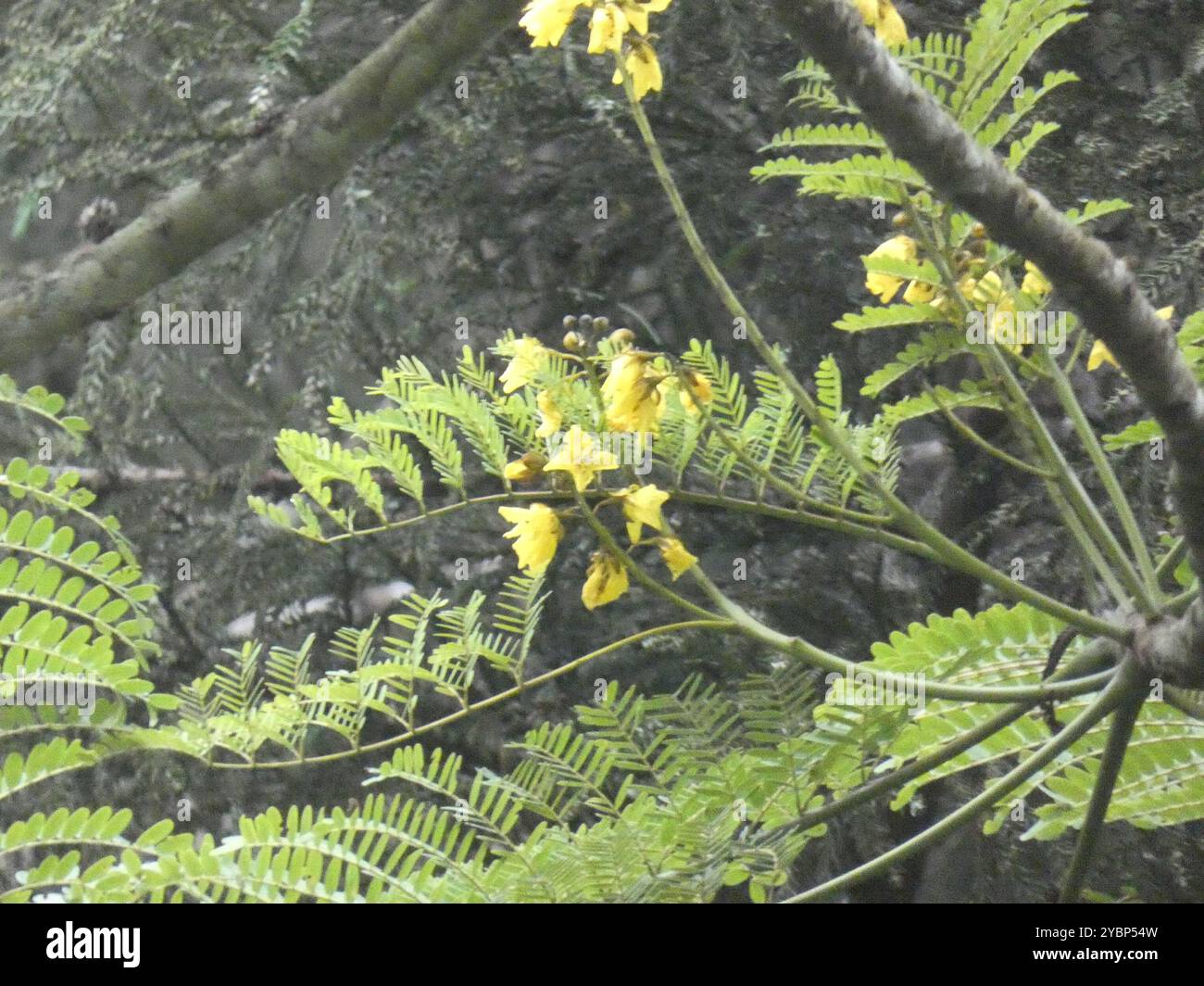 Brazilian fern tree (Schizolobium parahyba) Plantae Stock Photo - Alamy