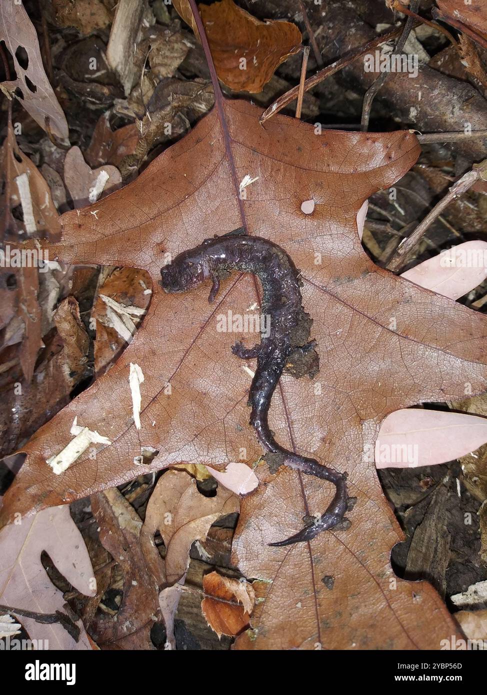 Northern Ravine Salamander (Plethodon electromorphus) Amphibia Stock ...