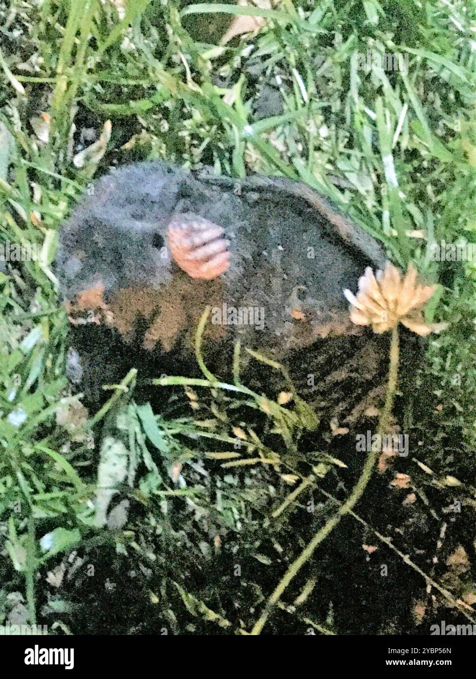 Star-nosed Mole (Condylura cristata) Mammalia Stock Photo - Alamy