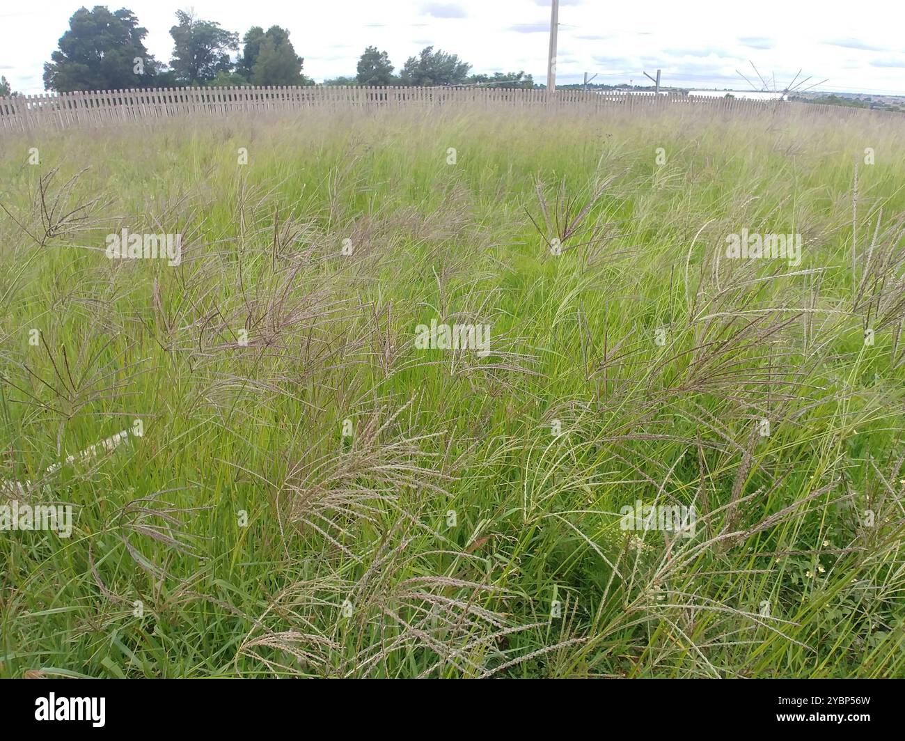 Digitgrass hi-res stock photography and images - Alamy