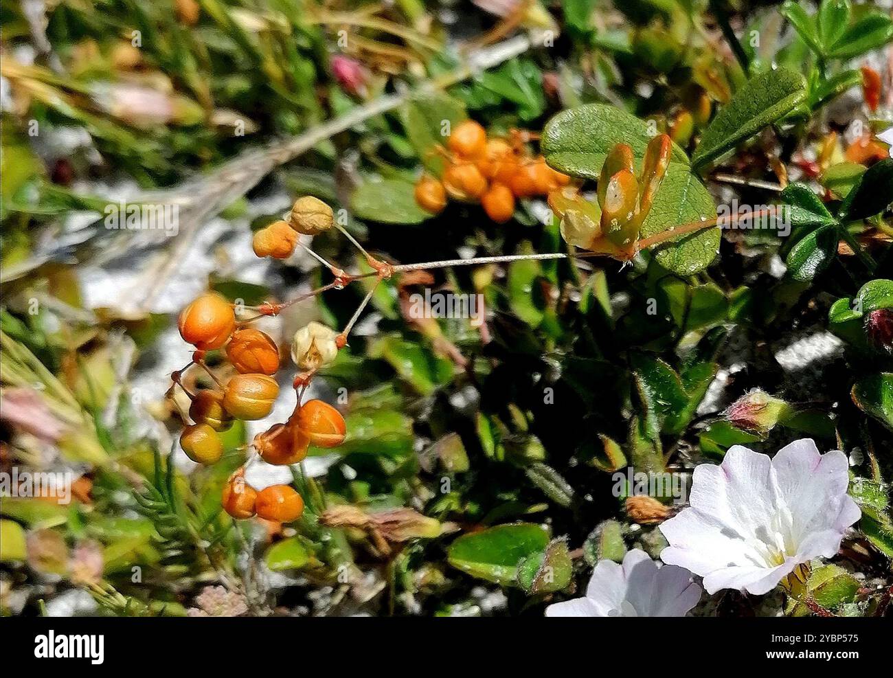 Pink Ear (Falkia repens) Plantae Stock Photo - Alamy