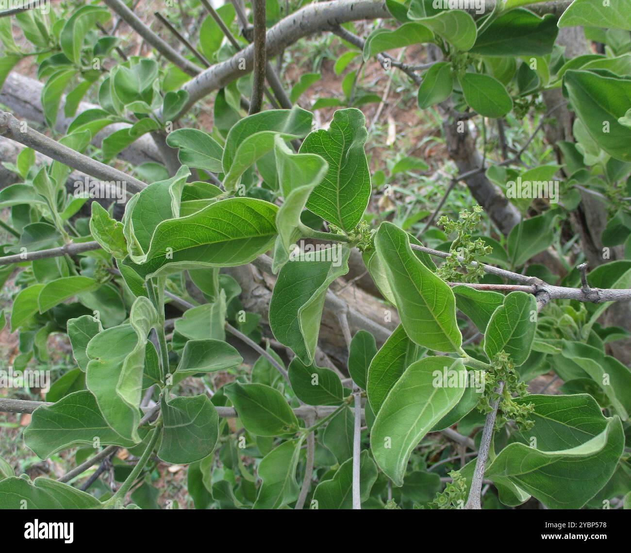 wild-medlar (Vangueria infausta) Plantae Stock Photo - Alamy