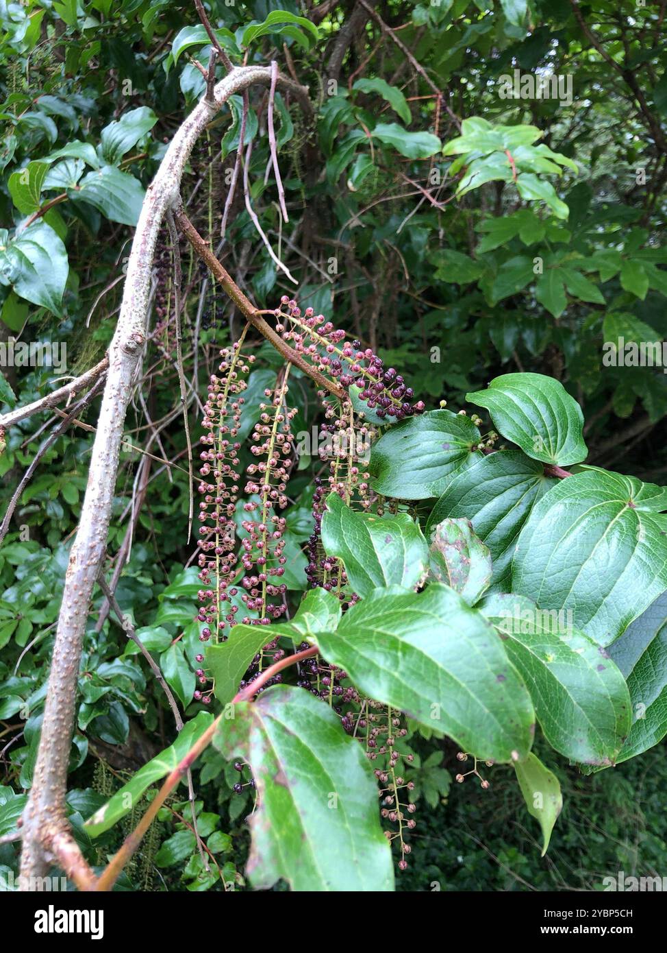 Tree Tutu (Coriaria arborea) Plantae Stock Photo - Alamy