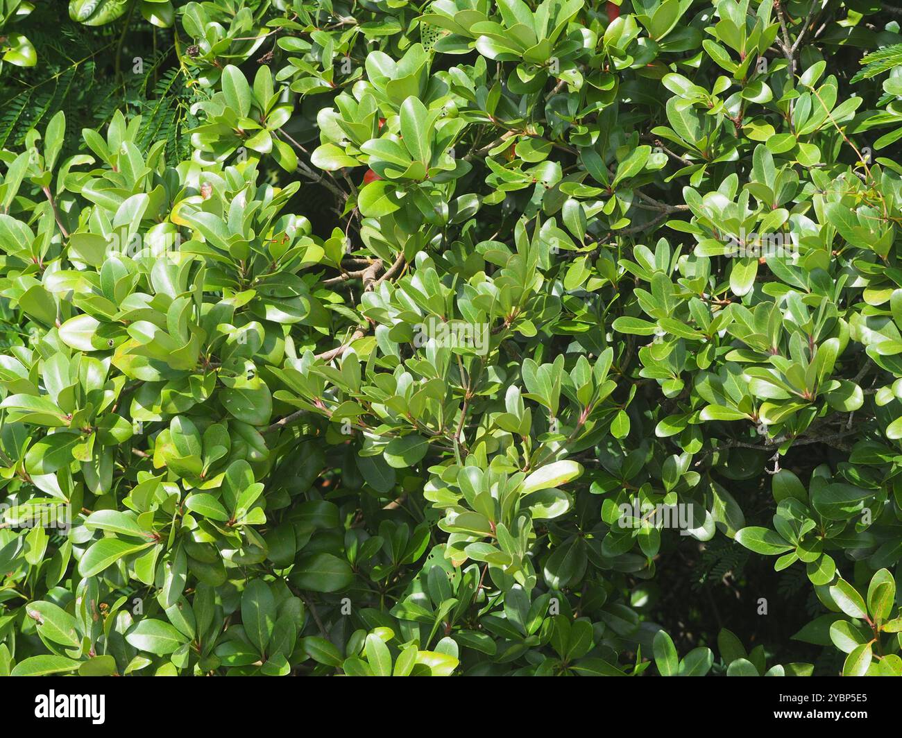 Sexton's Bride (Rhaphiolepis umbellata) Plantae Stock Photo - Alamy
