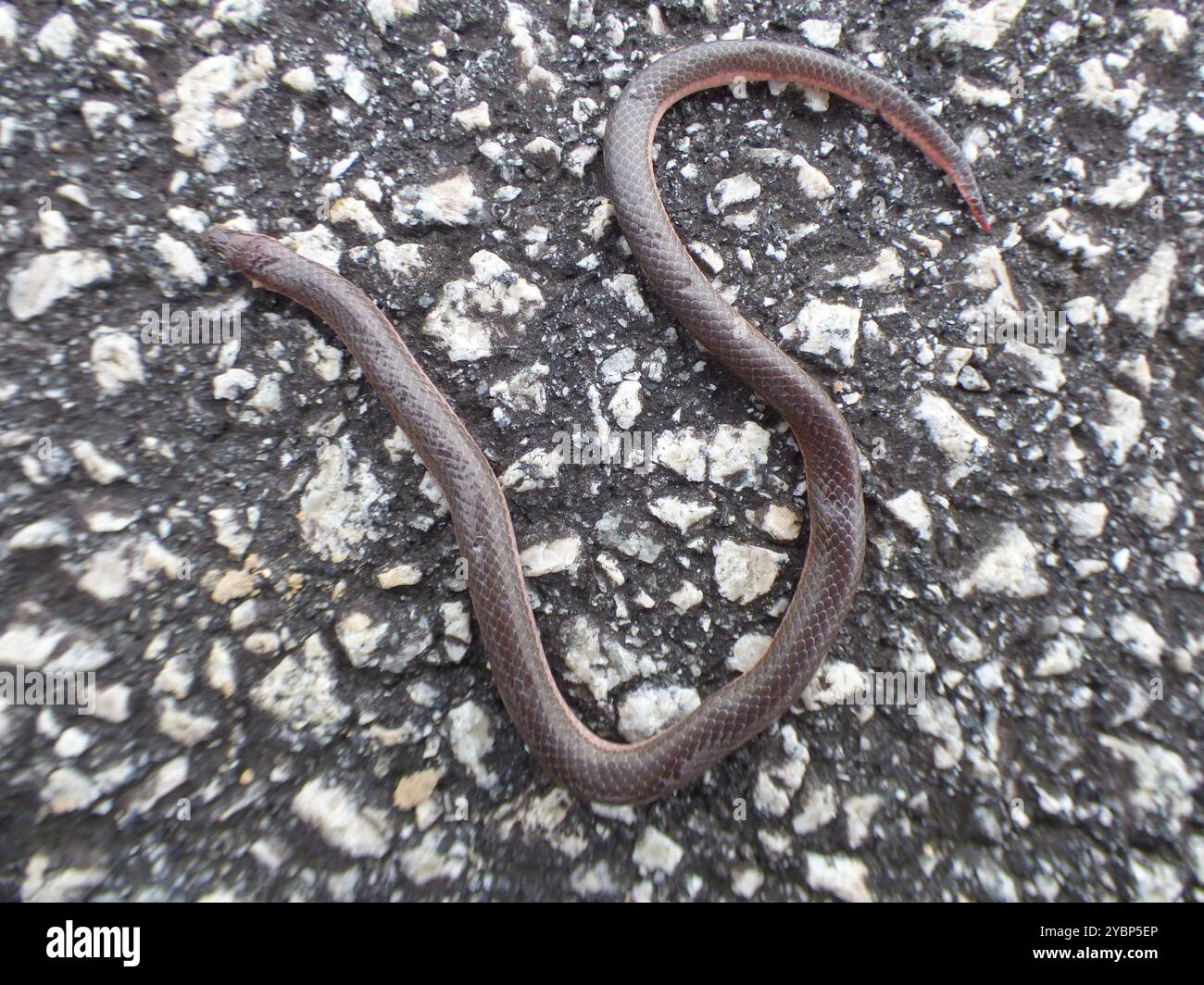 Eastern Worm Snake (Carphophis amoenus) Reptilia Stock Photo - Alamy