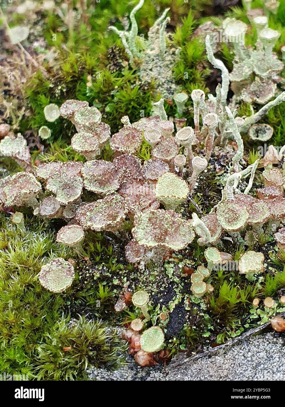 pixie cup and reindeer lichens (Cladonia) Fungi Stock Photo - Alamy