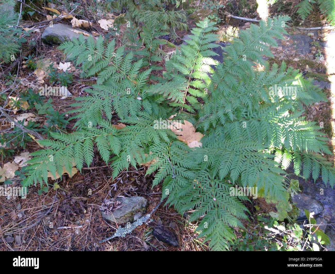 giant chain fern (Woodwardia fimbriata) Plantae Stock Photo - Alamy