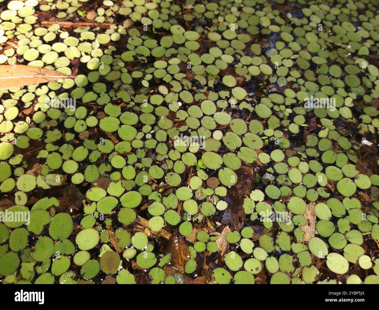 water spangles (Salvinia minima) Plantae Stock Photo - Alamy