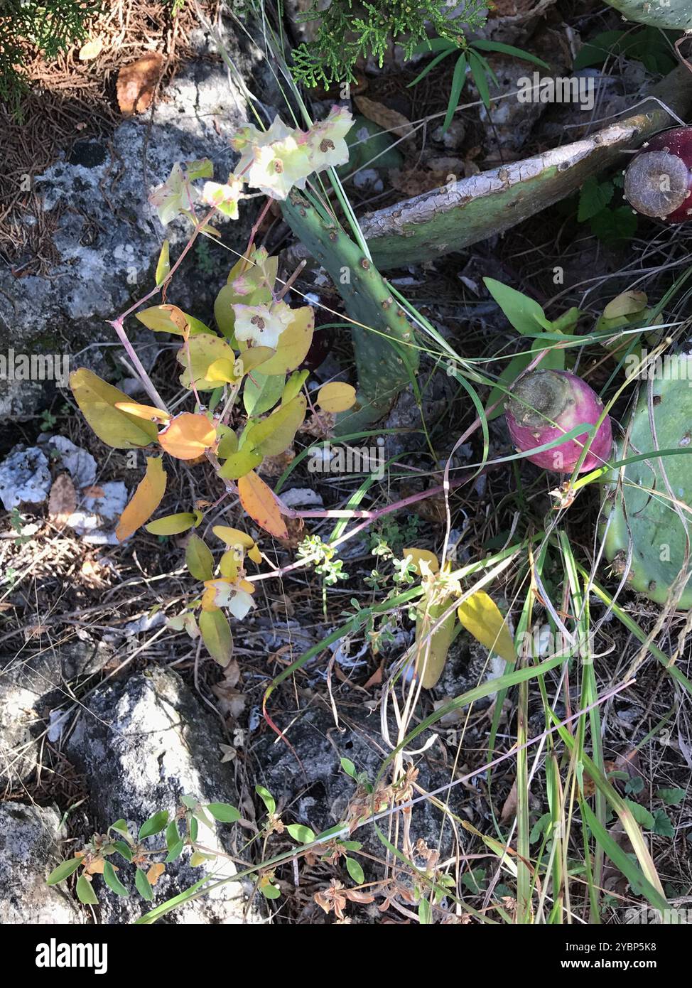 White Four o'Clock (Mirabilis albida) Plantae Stock Photo - Alamy
