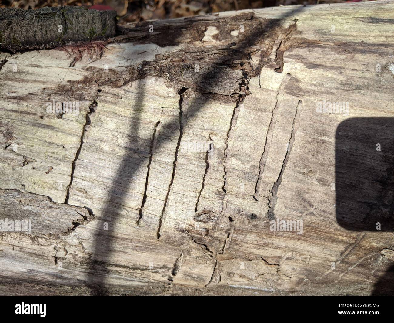 Ship-timber Beetles (Lymexylidae) Insecta Stock Photo - Alamy