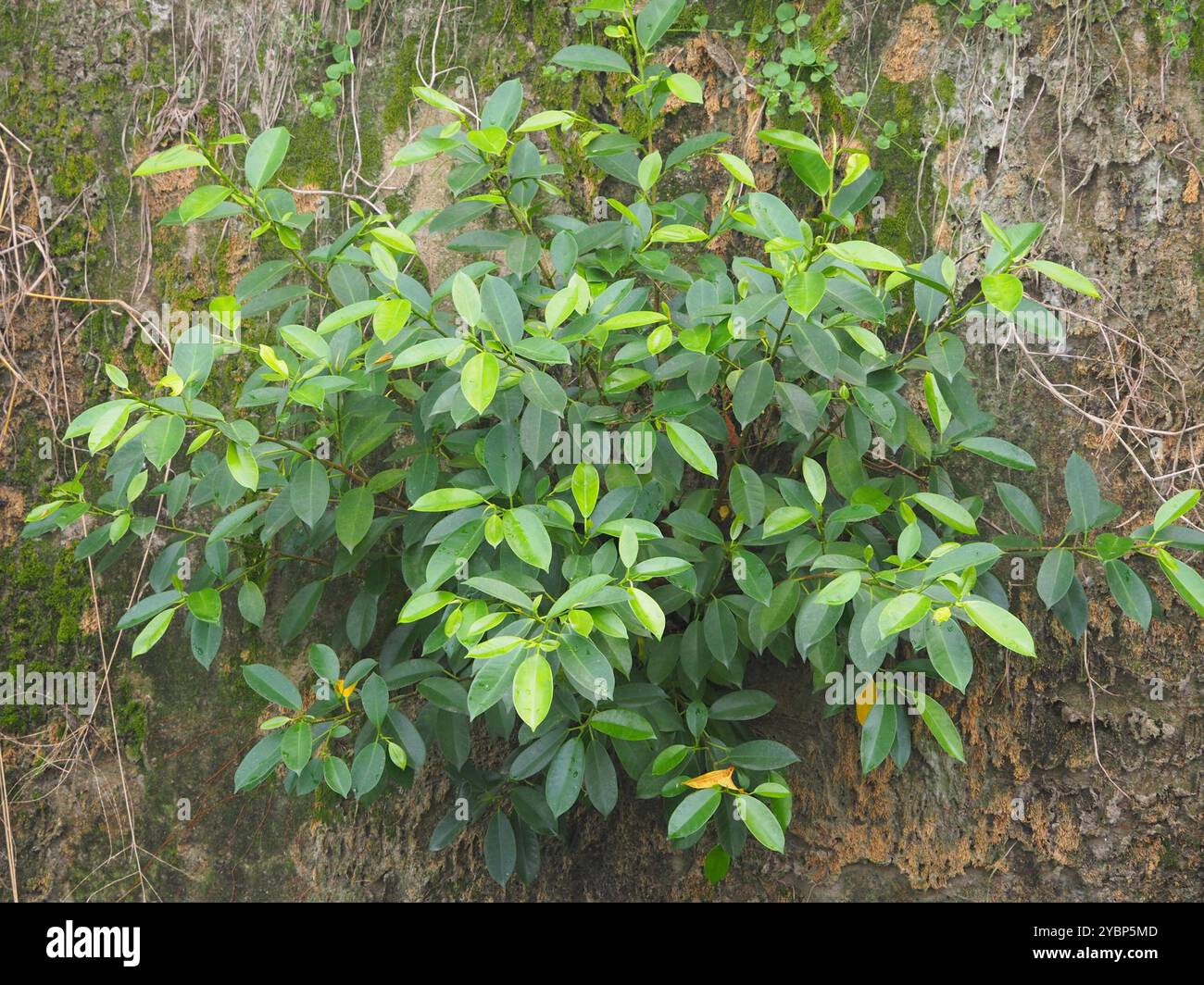 Chinese banyan (Ficus microcarpa) Plantae Stock Photo - Alamy