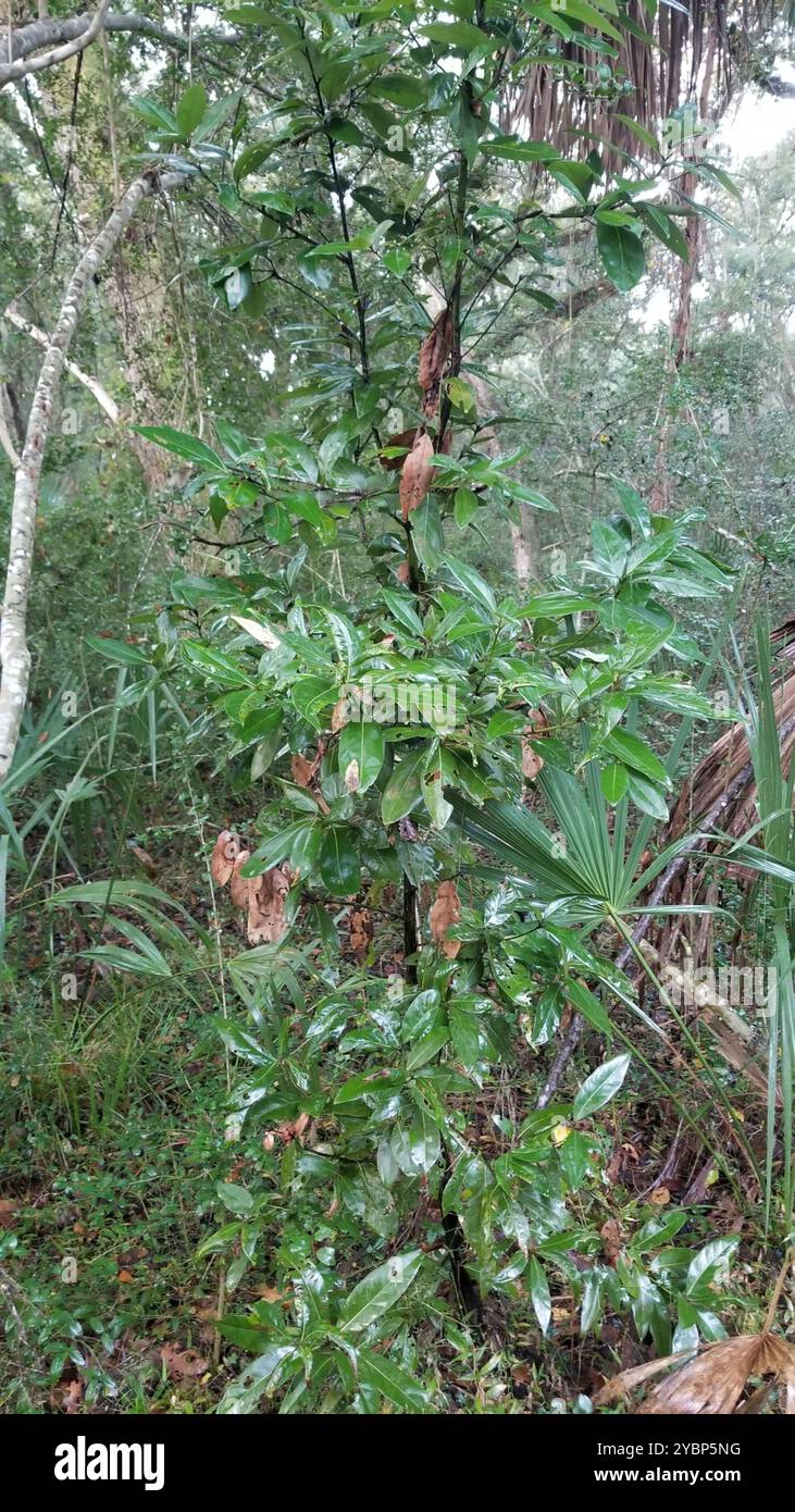 Swamp Bay (Persea palustris) Plantae Stock Photo - Alamy