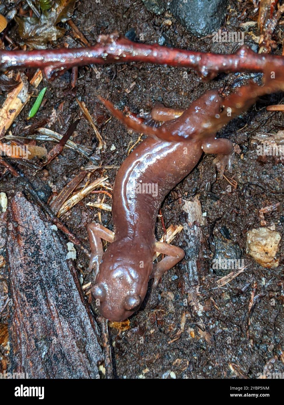 Ensatina (Ensatina eschscholtzii) Amphibia Stock Photo - Alamy