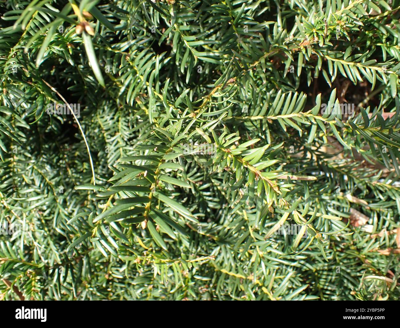 common yew (Taxus baccata) Plantae Stock Photo - Alamy