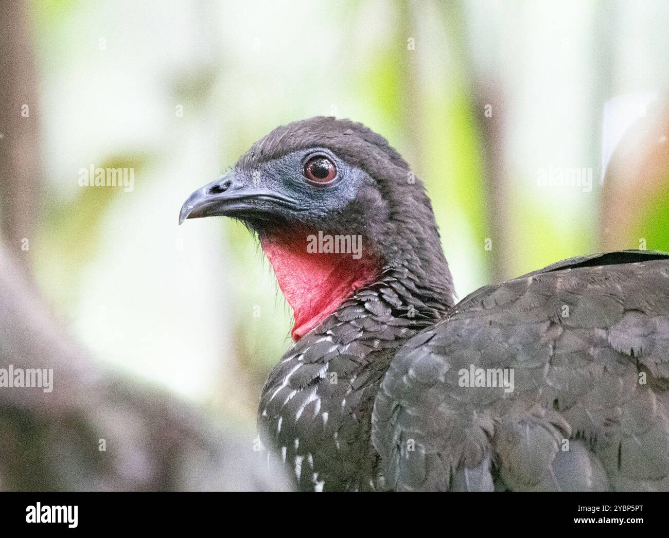 Crested Guan (Penelope purpurascens) Aves Stock Photo - Alamy