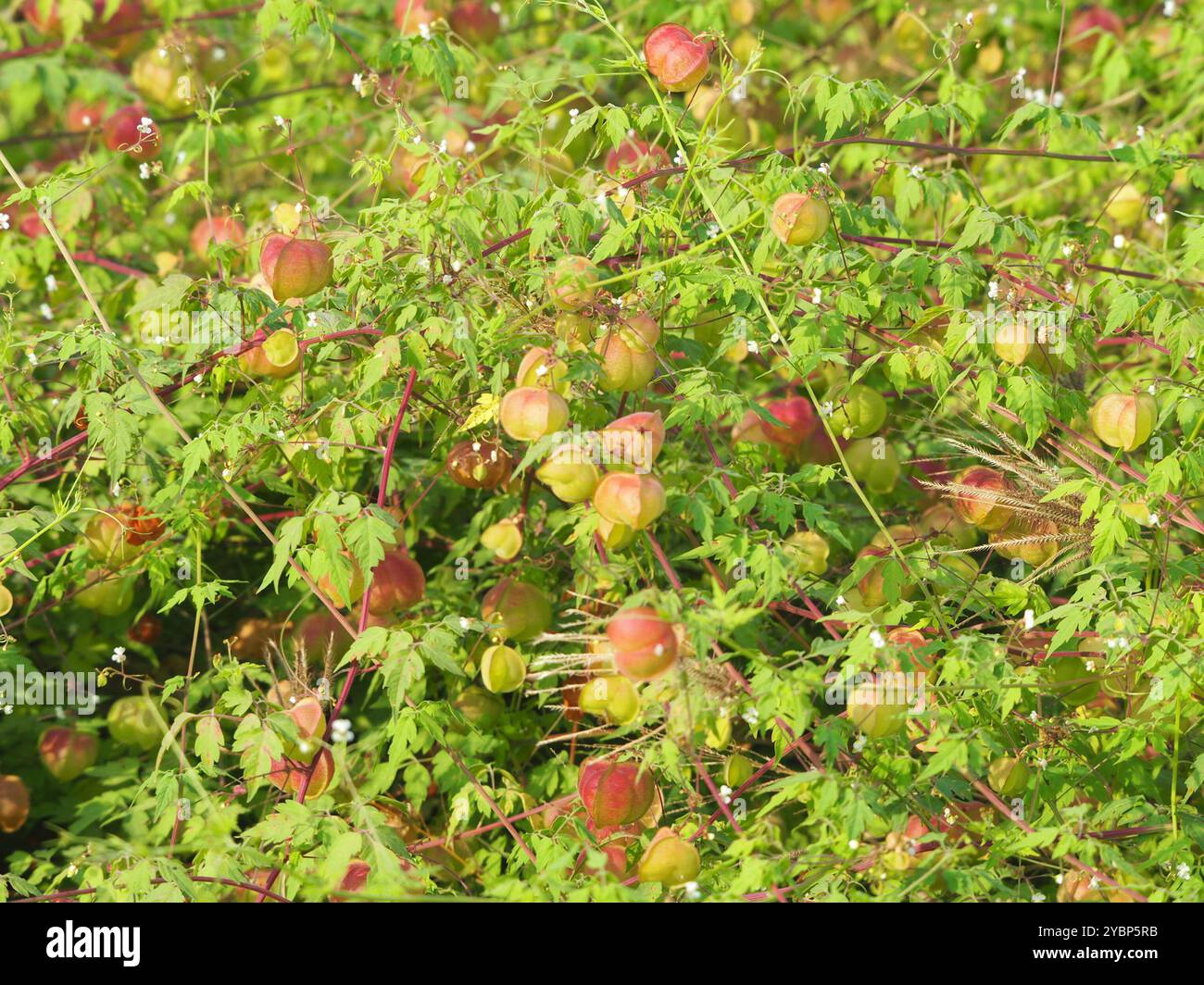 Lesser Balloon Vine (Cardiospermum halicacabum) Plantae Stock Photo - Alamy