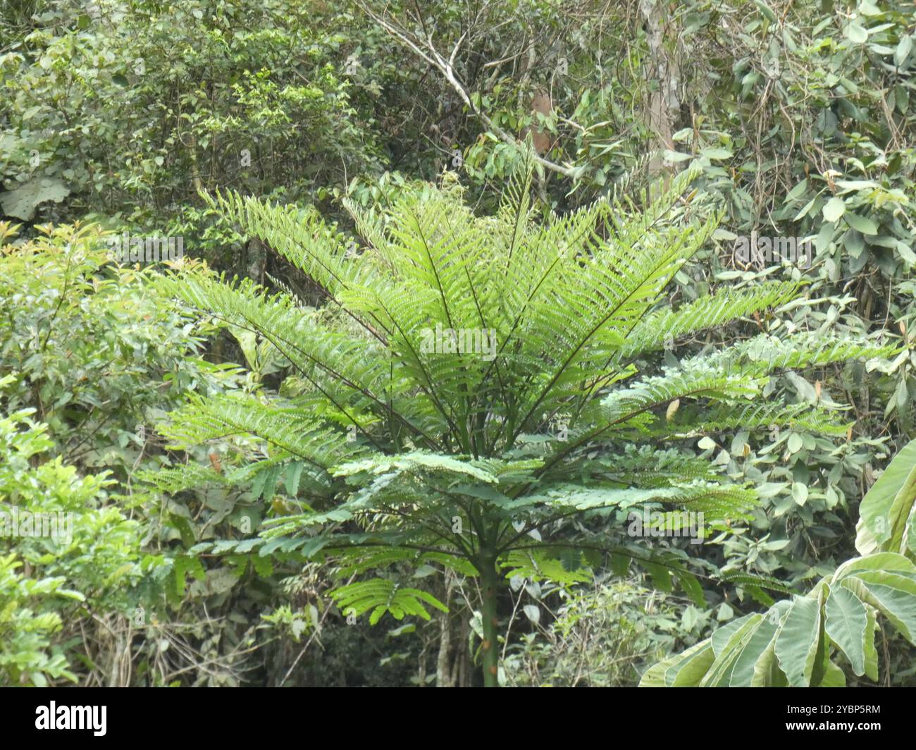 Brazilian fern tree (Schizolobium parahyba) Plantae Stock Photo - Alamy