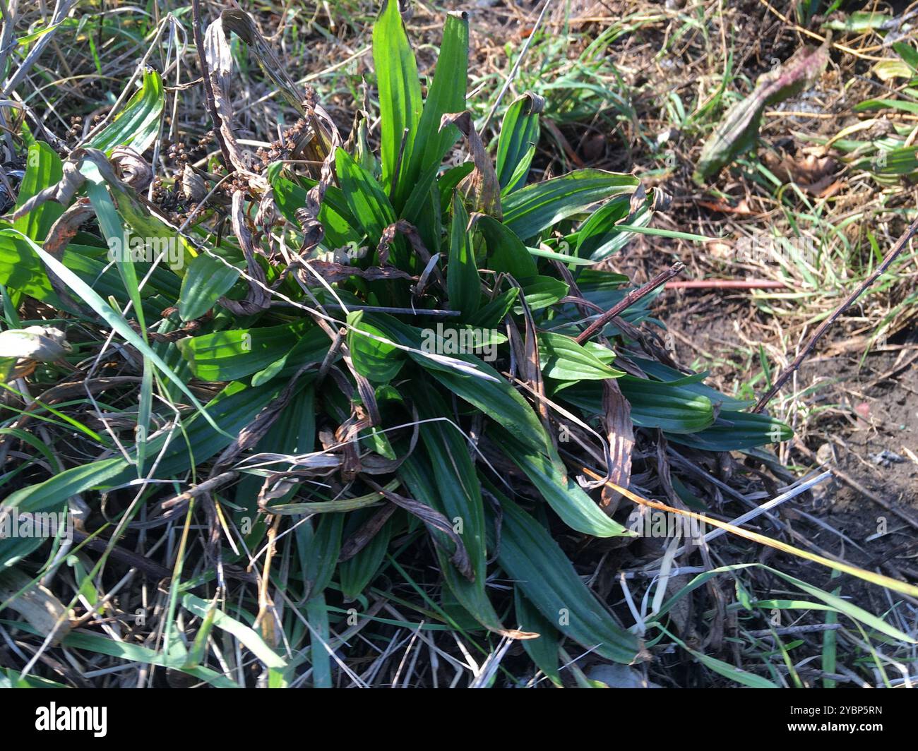 ribwort plantain (Plantago lanceolata) Plantae Stock Photo - Alamy