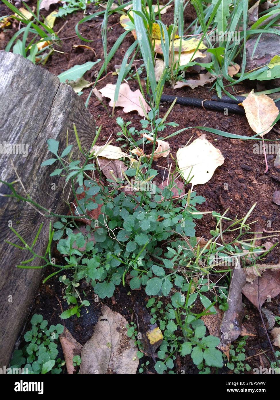 wavy bittercress (Cardamine flexuosa) Plantae Stock Photo - Alamy