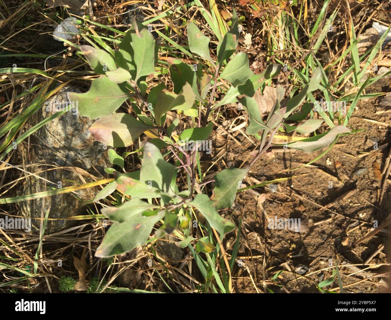 groundsel tree (Baccharis halimifolia) Plantae Stock Photo - Alamy