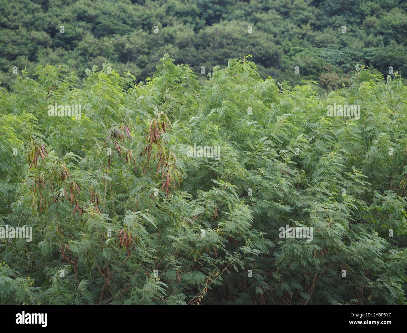 White leadtree (Leucaena leucocephala) Plantae Stock Photo - Alamy