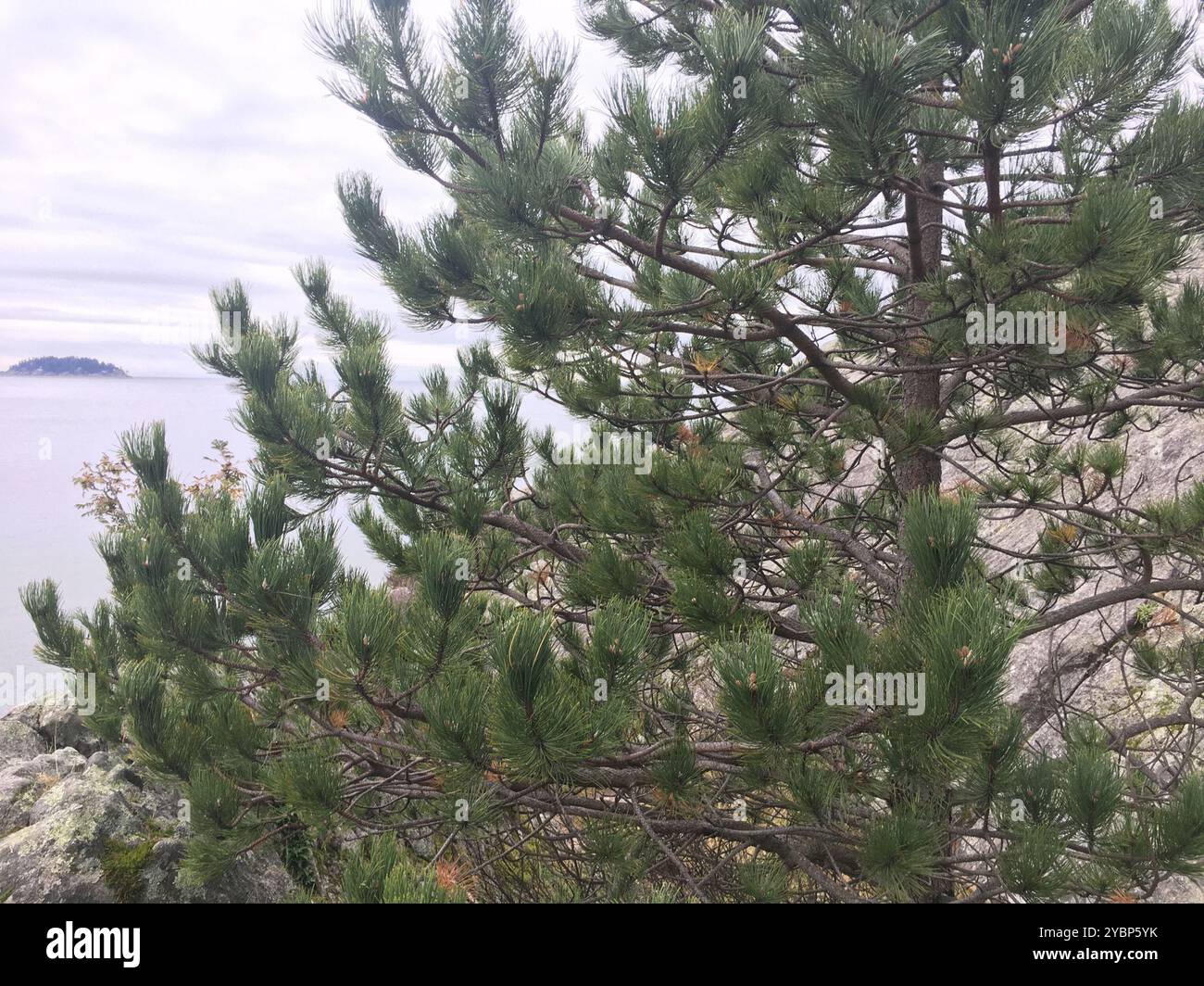 Shore Pine (Pinus contorta contorta) Plantae Stock Photo - Alamy