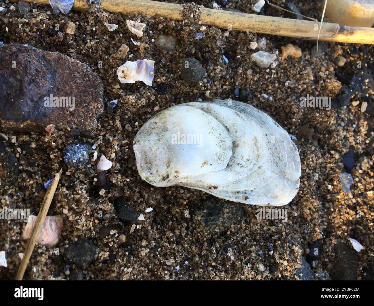 Eastern Oyster (Crassostrea virginica) Mollusca Stock Photo - Alamy