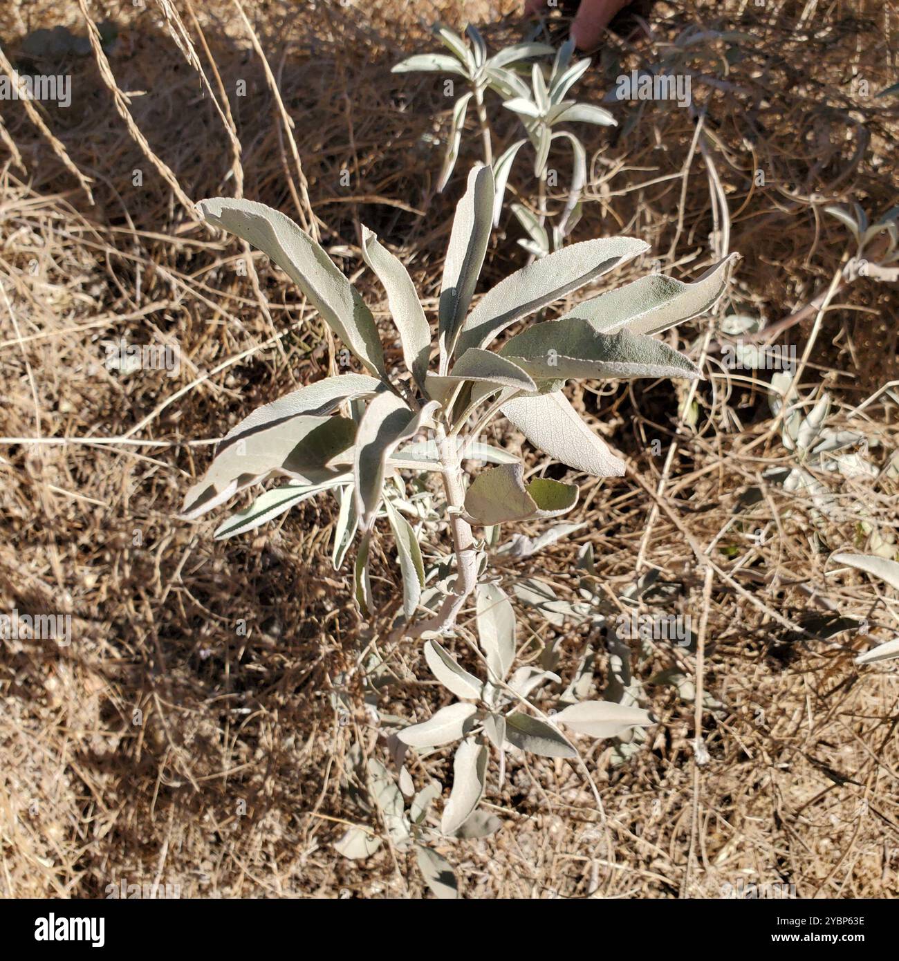 white sage (Salvia apiana) Plantae Stock Photo - Alamy