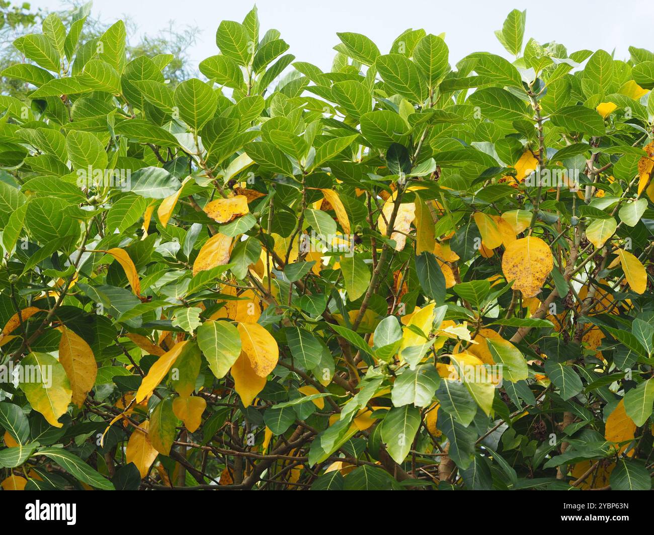 Hauili fig tree (Ficus septica) Plantae Stock Photo - Alamy
