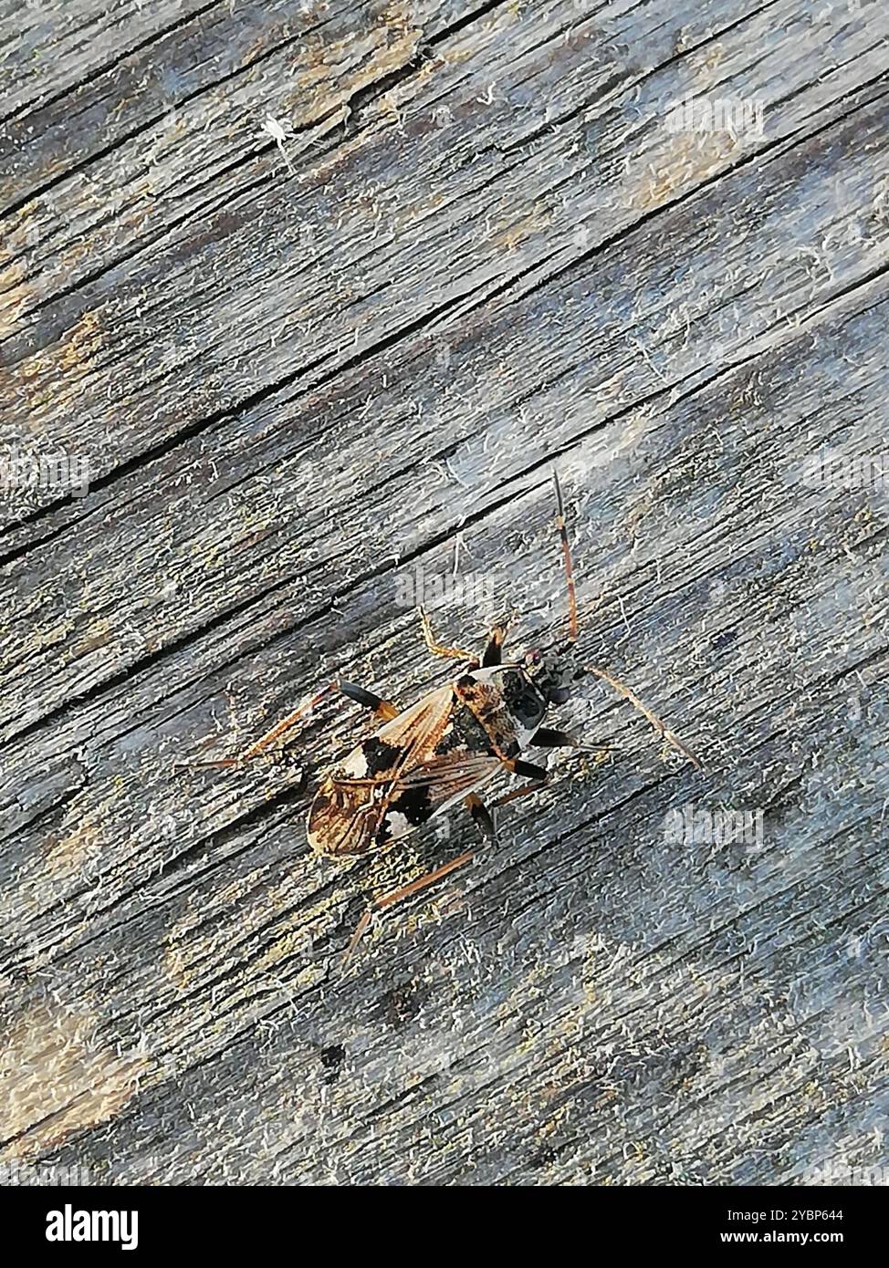 coastal groundbug (Beosus maritimus) Insecta Stock Photo - Alamy