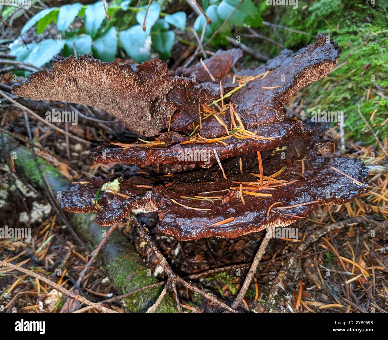 Dyer's Polypore (Phaeolus schweinitzii) Fungi Stock Photo - Alamy