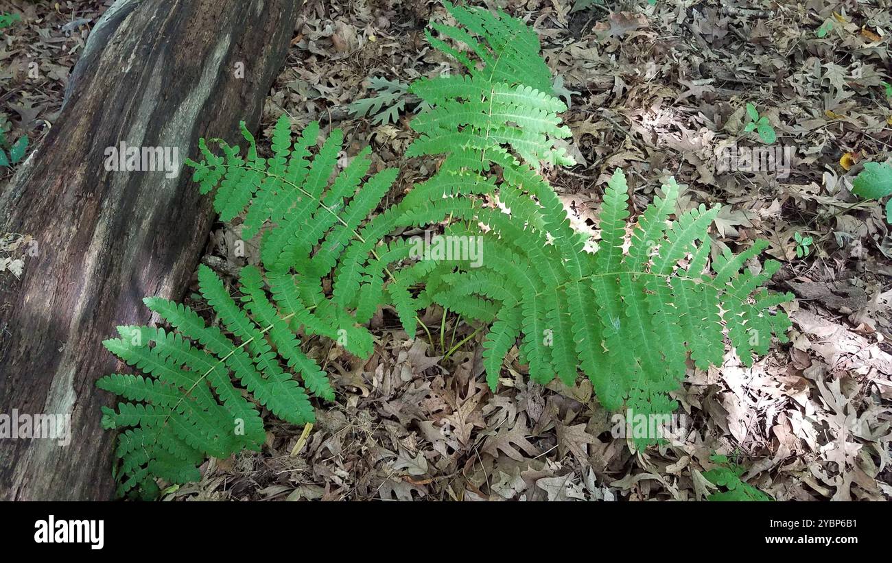ferns (Polypodiopsida) Plantae Stock Photo - Alamy