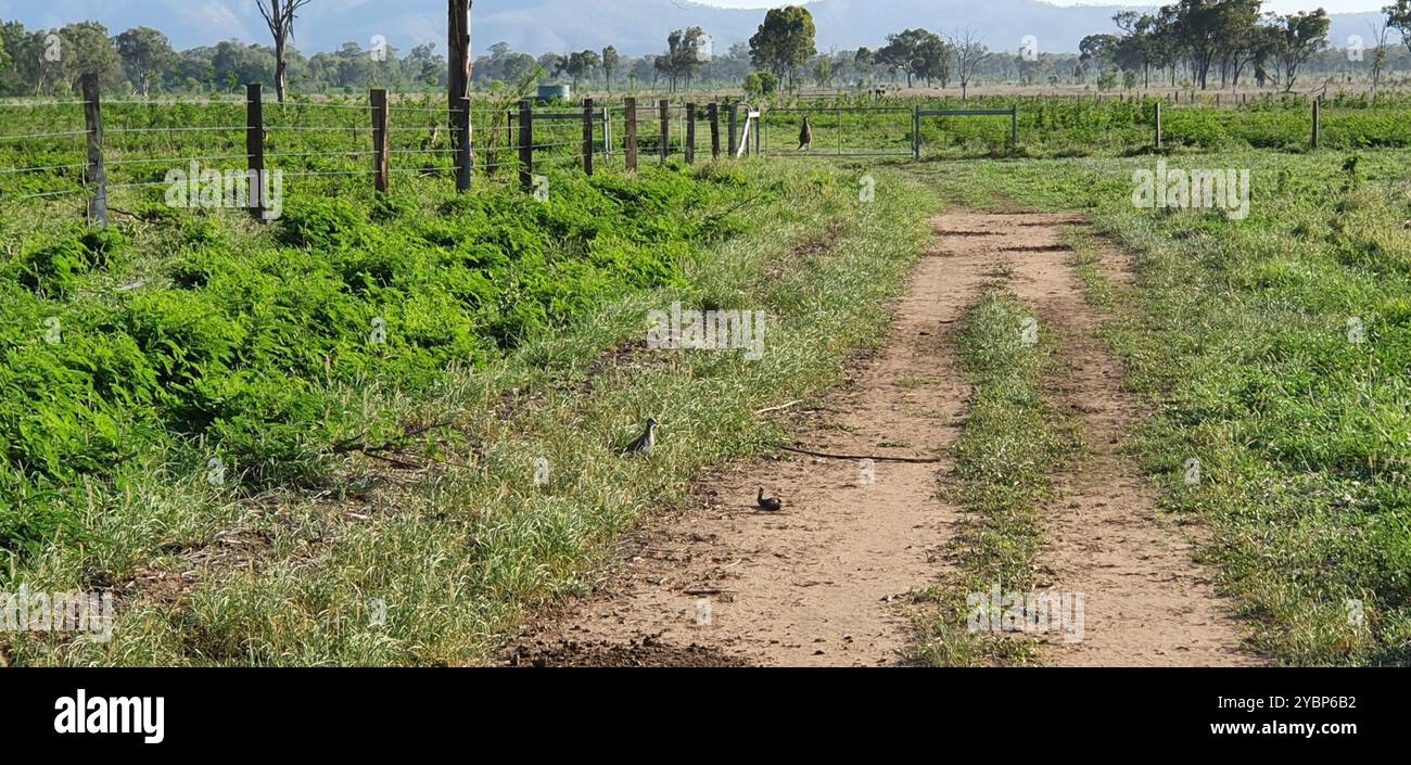 Geophaps scripta scripta hi-res stock photography and images - Alamy