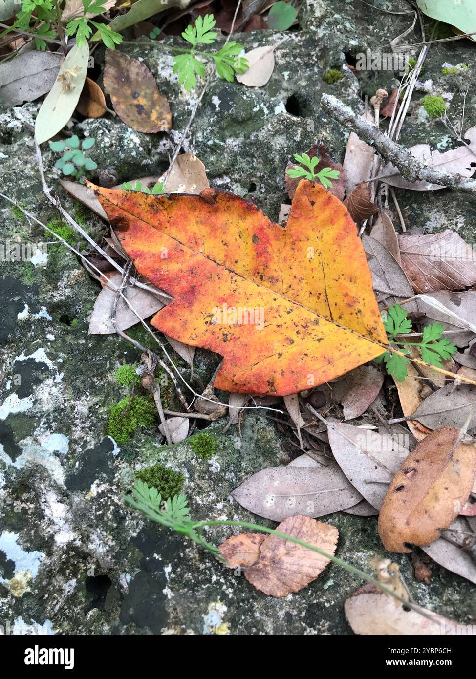 eastern poison ivy (Toxicodendron radicans) Plantae Stock Photo - Alamy
